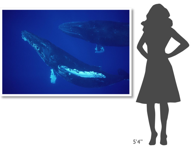 Humpback Whale Friendly Singer And Joiner, Maui, Hawaii-Paper Art, 40 ...