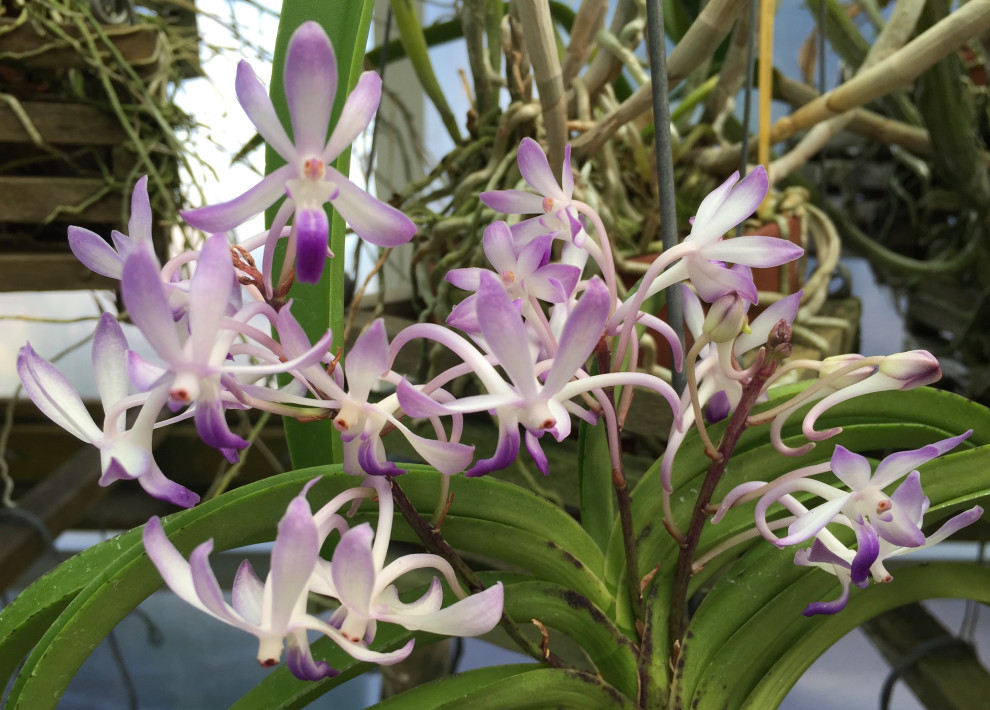 Neostylis Lou Sneery 'Blue Bird'