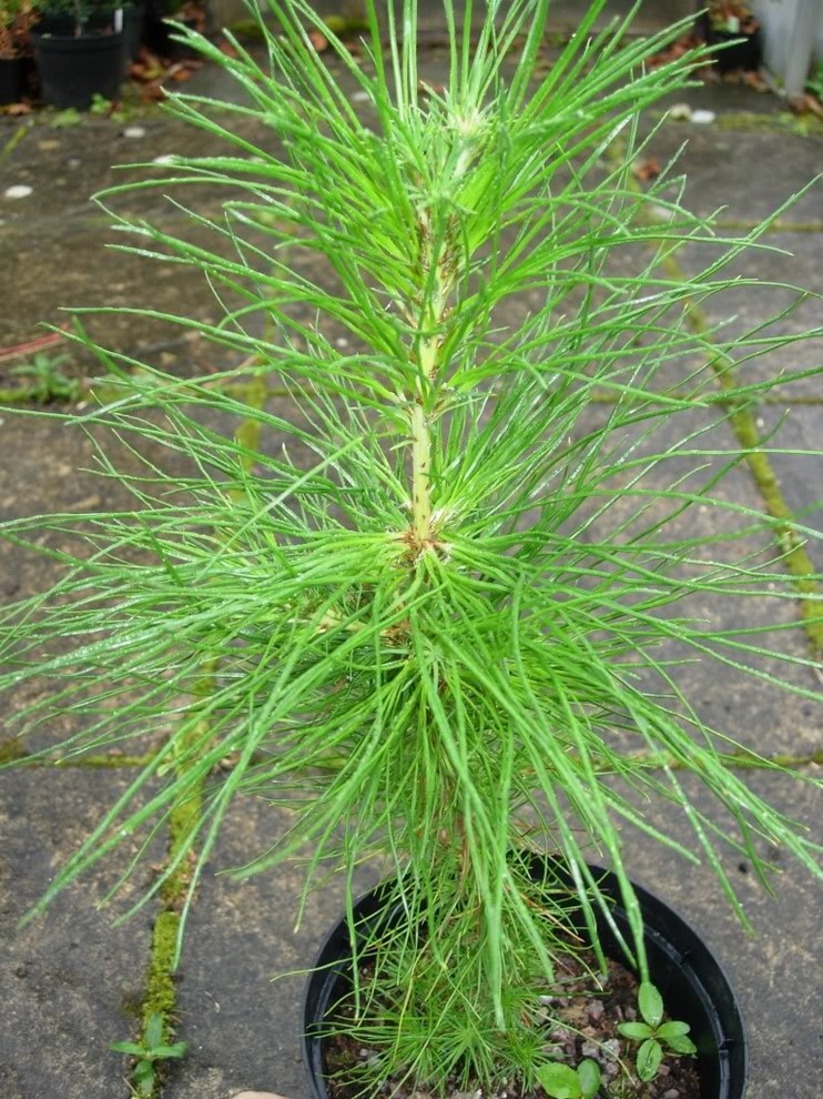 Pinus radiata var Binata