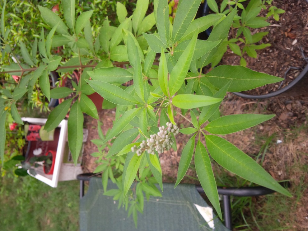 I lost the label for this shrub/small tree like plant