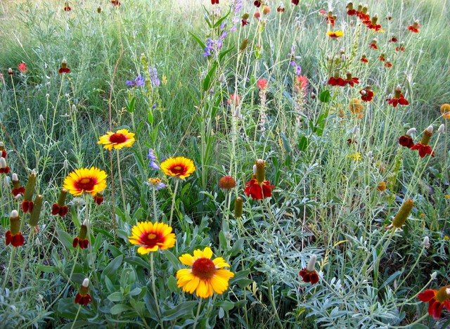 Create a Wildlife-Friendly Meadow in Your Small Garden
