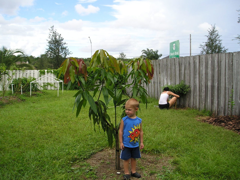 Seedling mango tree success in Jacksonville FL!