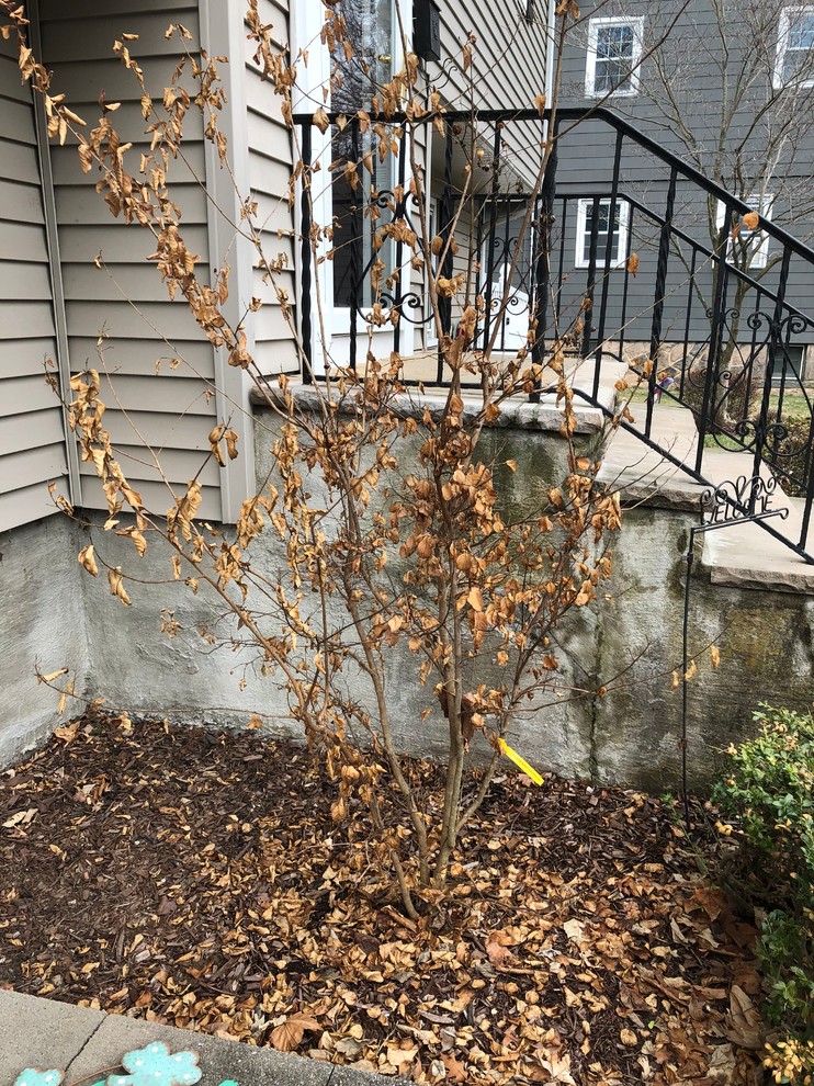 Is my Crape Myrtle Dead?
