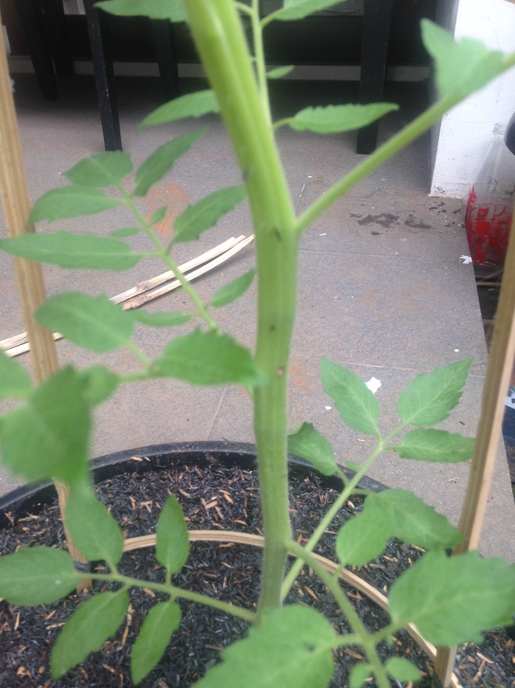 Tomato Stem Splitting into 5 Branches