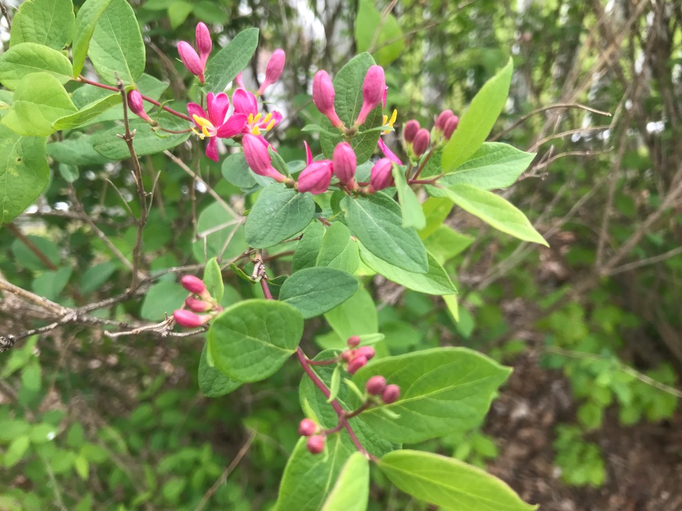 Identify this Bush