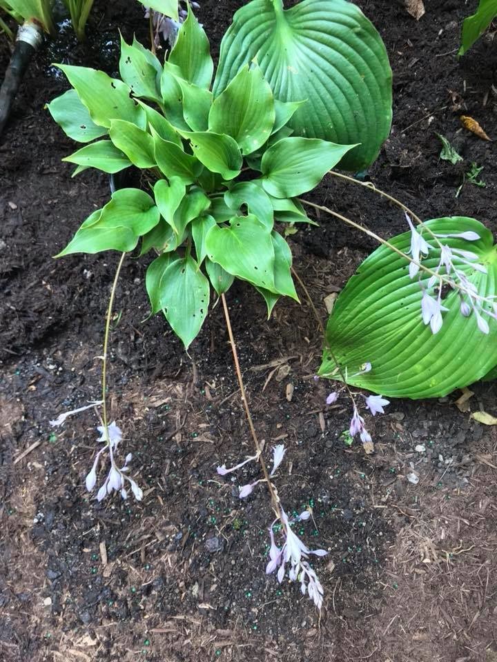 Hosta Identification 8
