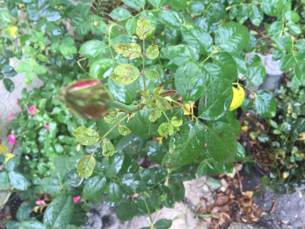 Thrips? aphids? Chili thrips?