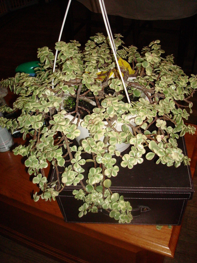 trailing variegated P. Afra