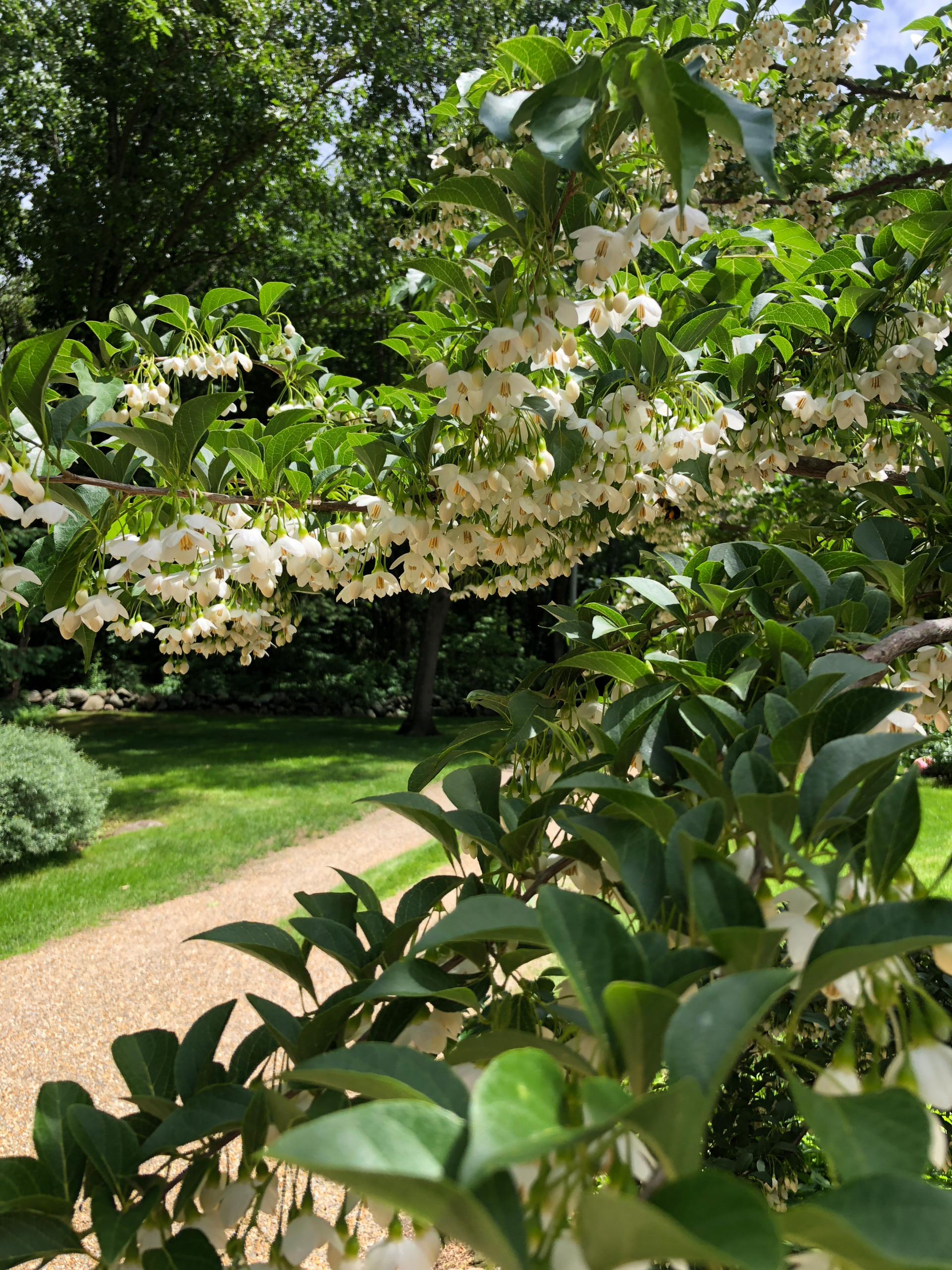 10 Flowering Trees Landscape Architects and Designers Love