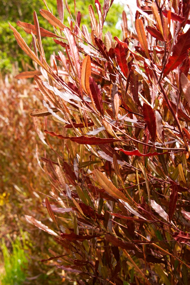 Purple Hopseed Bush, Dodonaea viscosa 'Purpurea' - Landscape - Los ...