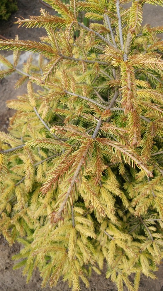 oriental spruce "firefly" browning needles