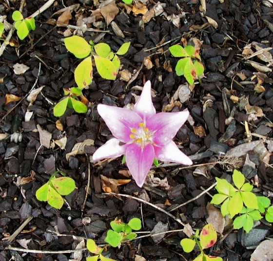 Identify a Pink, 6-Petaled Flower