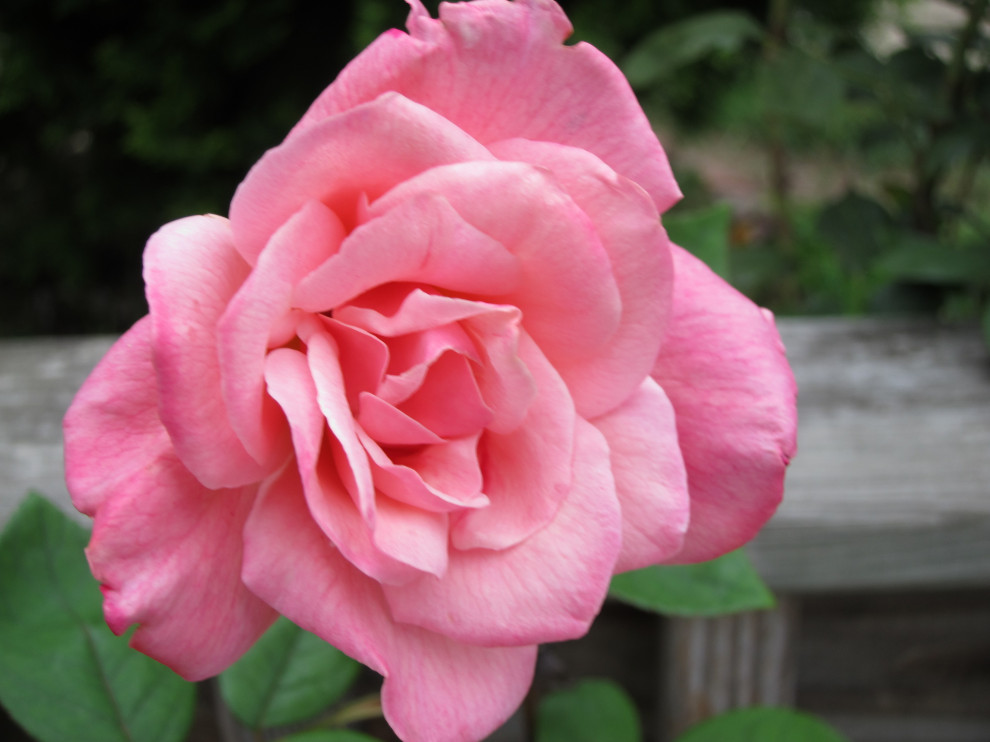 can you identify this pink rose | Houzz Forum