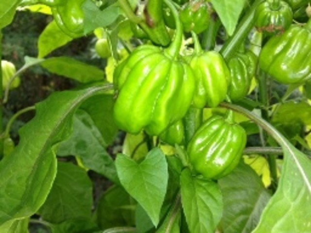 Pepper Identification