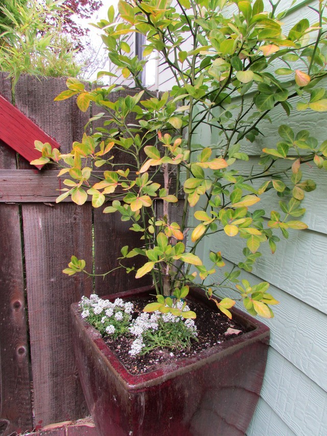 shrub identification