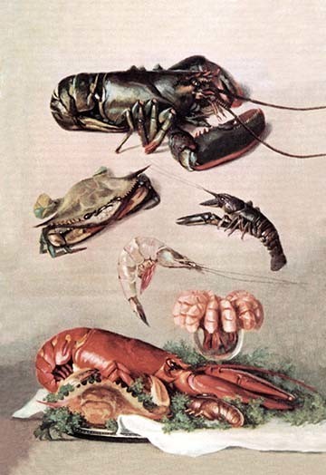 Shellfish, 12" x 18" - Beach Style - Prints And Posters - by Buyenlarge ...