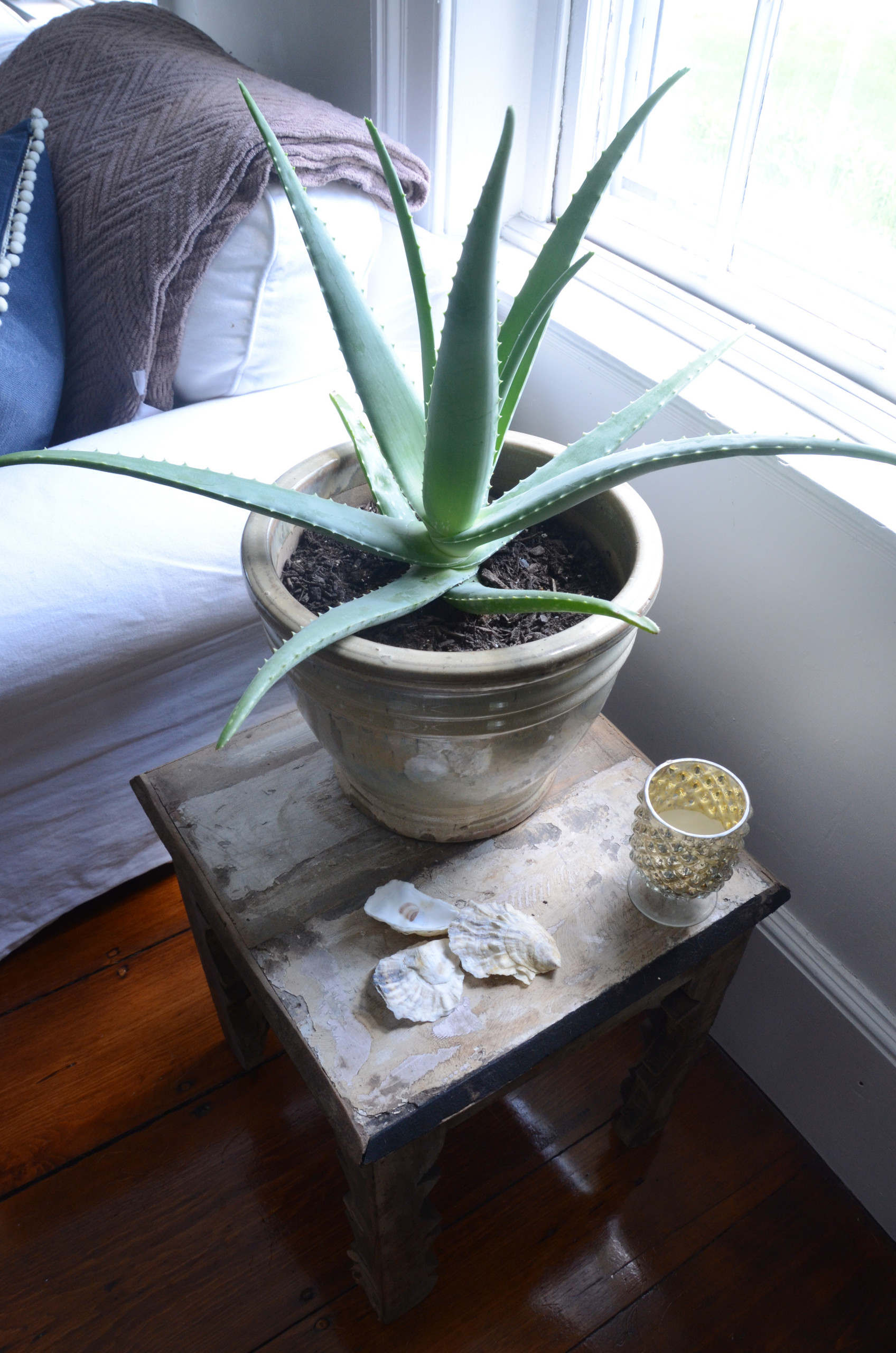 How to Grow a Herb Garden