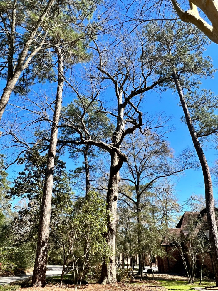 Oak tree thoughts