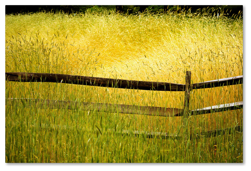 Bob Rouse 'Sea of Grass' Canvas Art, 16"x24" - Farmhouse - Prints And ...