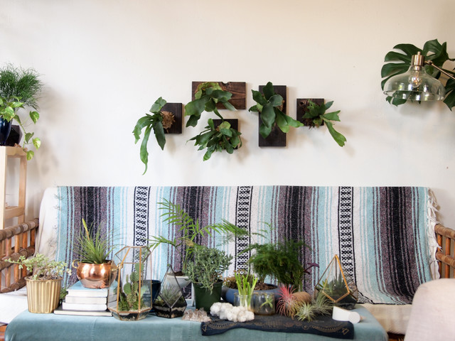 How to Display Staghorn Ferns | Houzz AU
