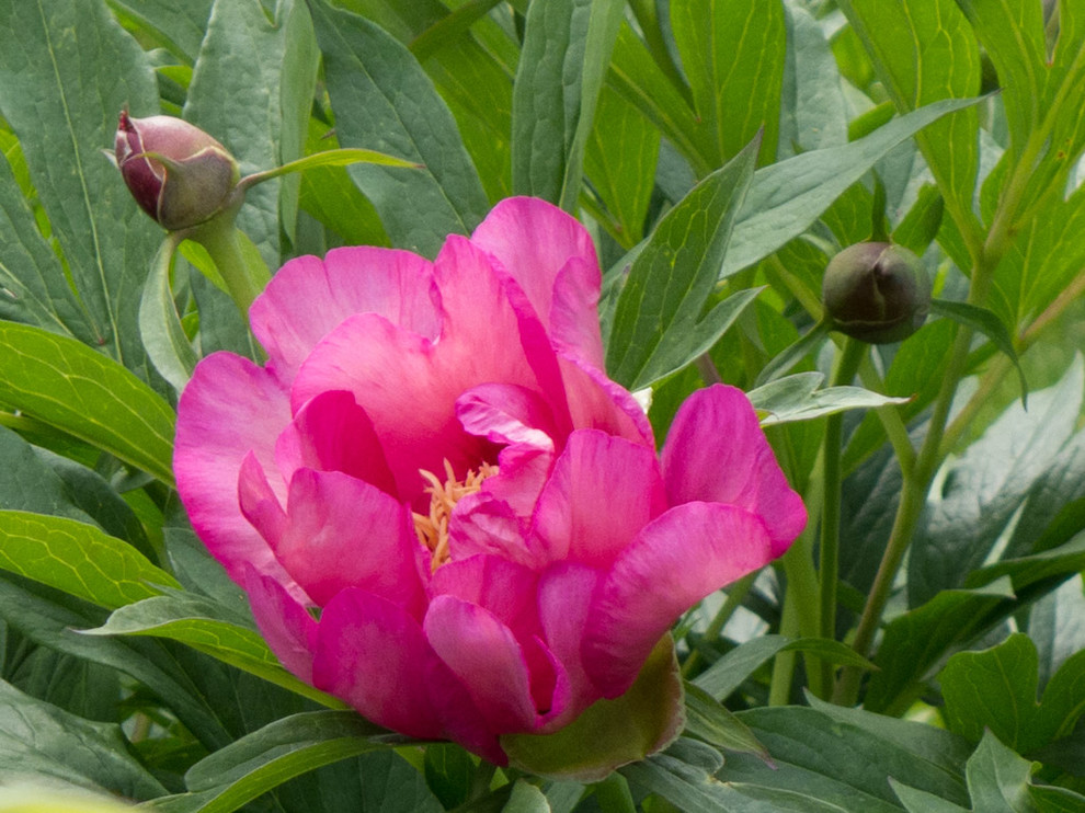 Need help identifying most beautiful peony
