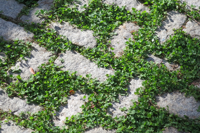 La grande famille des trèfles