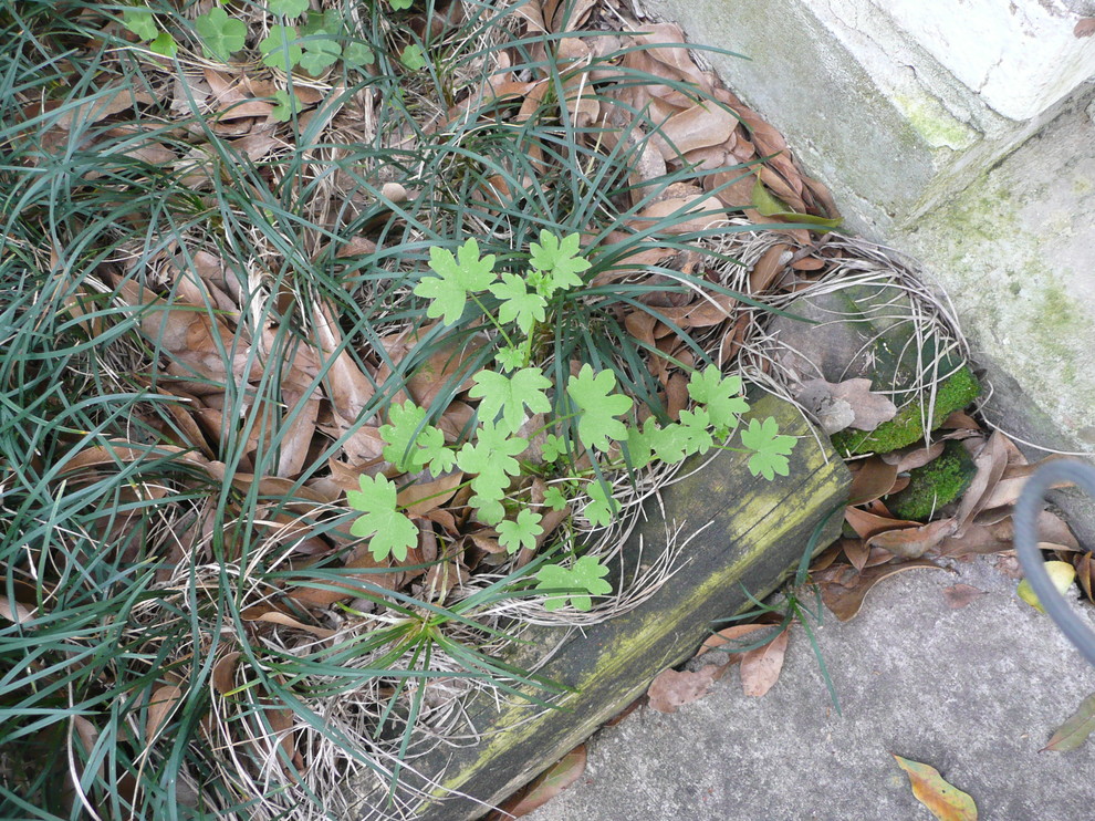 Need help identifying Houston weed