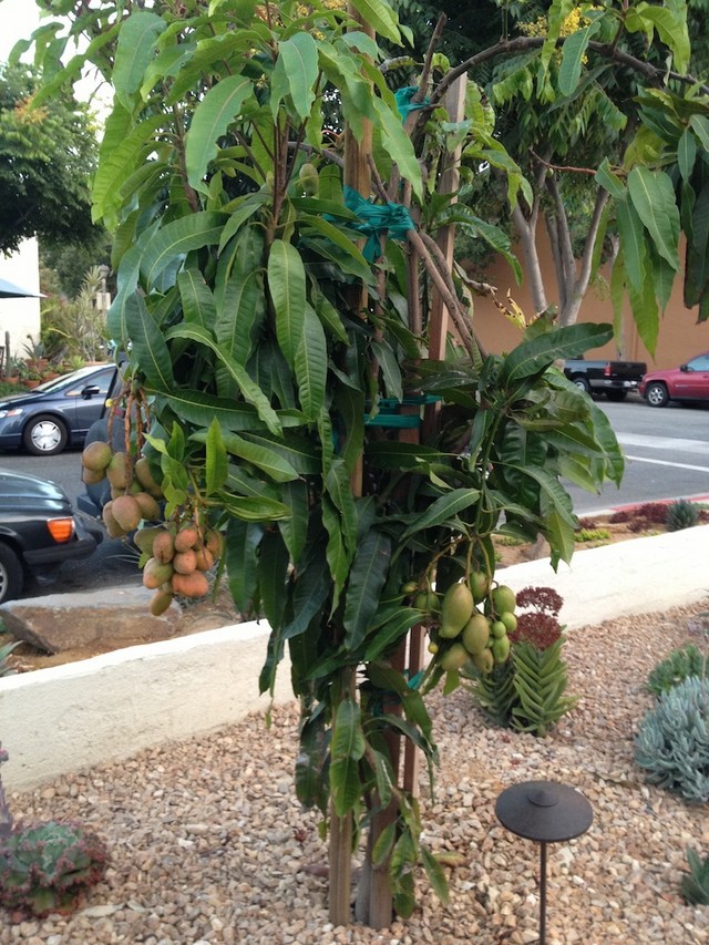 small mangoes