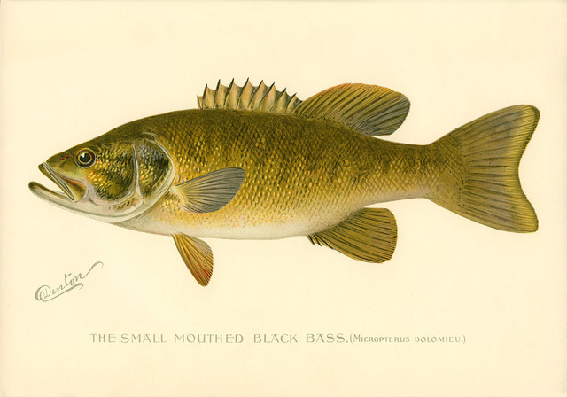 Small Mouthed Black Bass Print, 20" x 30" - Contemporary - Prints And ...