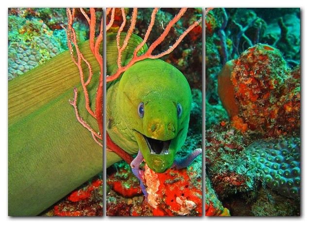 Ready2hangart Christopher Doherty Photography 'Eel' 3-PC Canvas Art Set ...