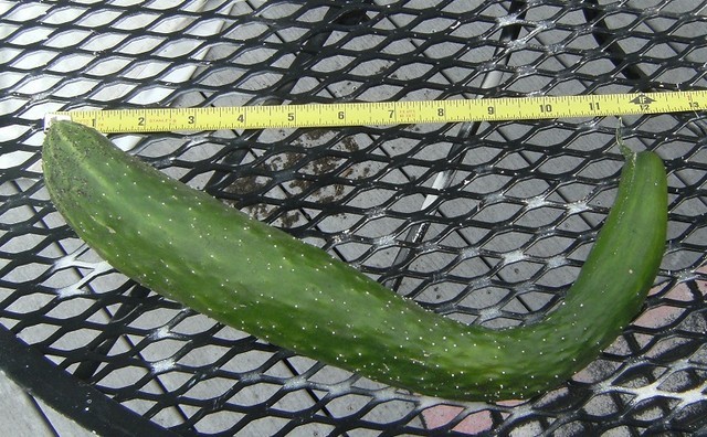 What is going on with this weird cucumber?