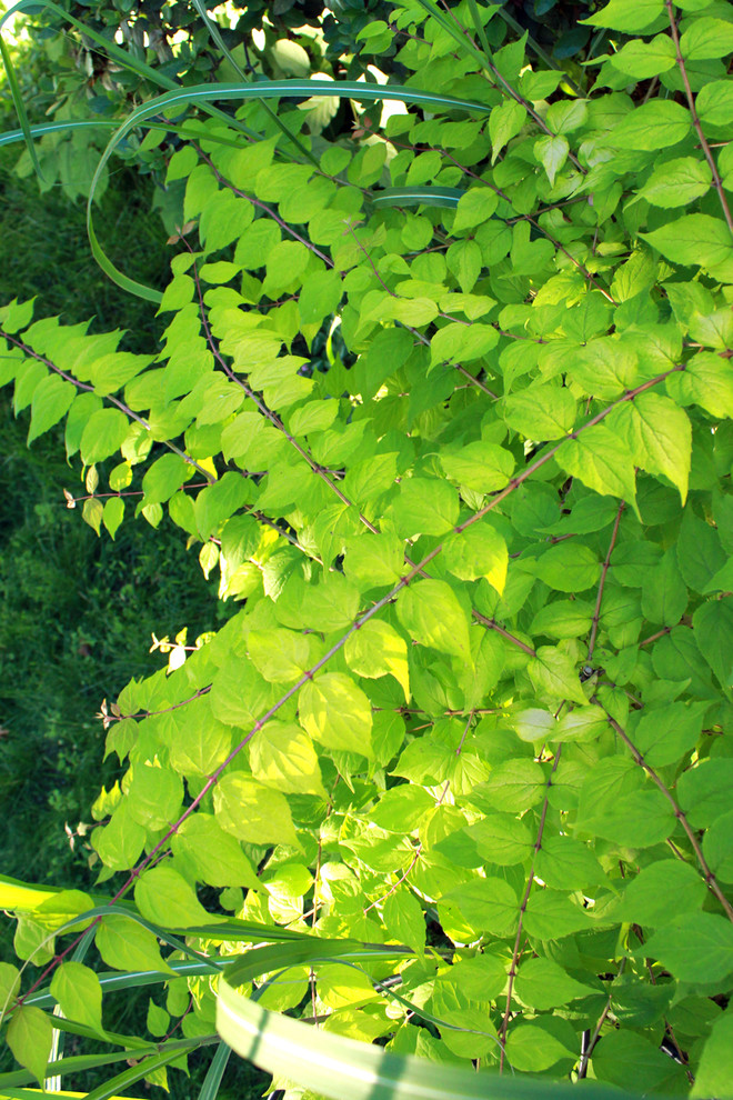 5 Gold Plants to Illuminate Shady Garden Spots
