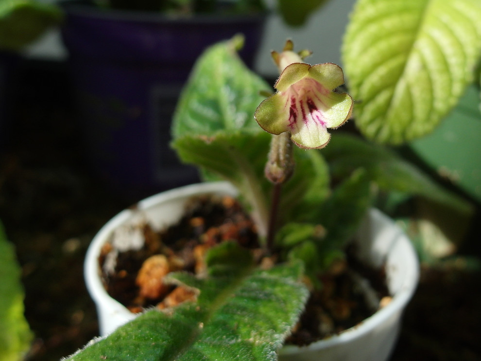 Streptocarpus - a little wild one