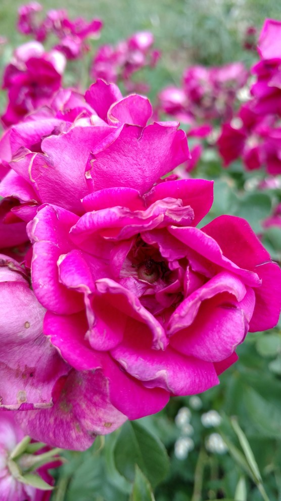 Identify mystery rose