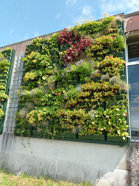 Végétaux naturels - Façade végétalisée / Mur végétal extérieur ...