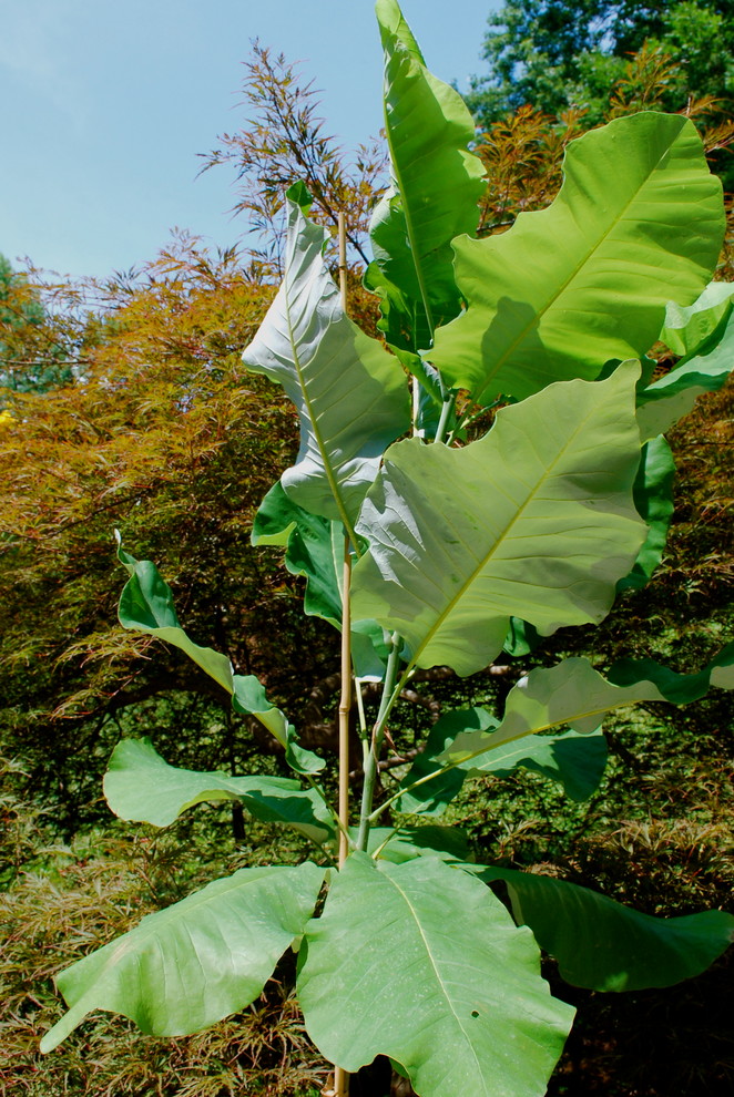Big Leaf Magnolia (Magnolia macrophylla 'Ashei'. - Eclectic - Charlotte ...
