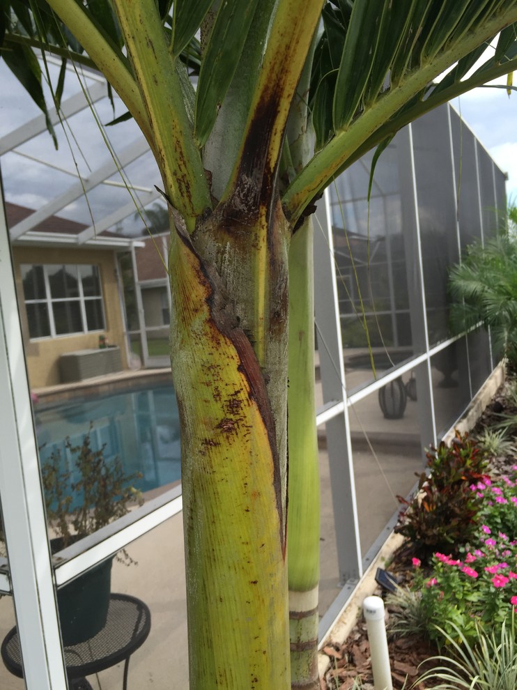 Need help with adonida palm!!!