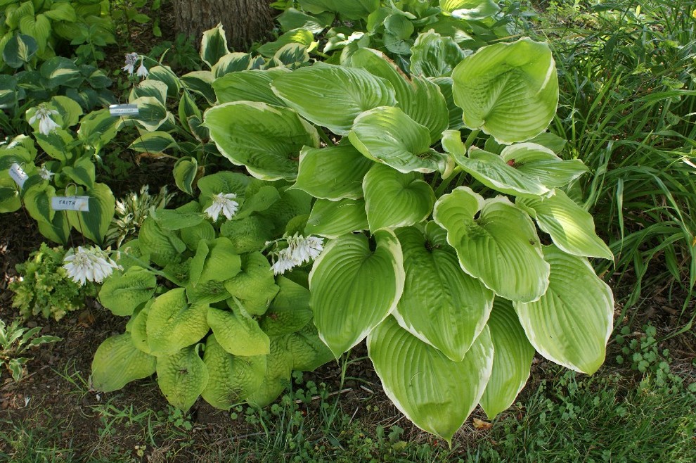 Lost tag - big hosta