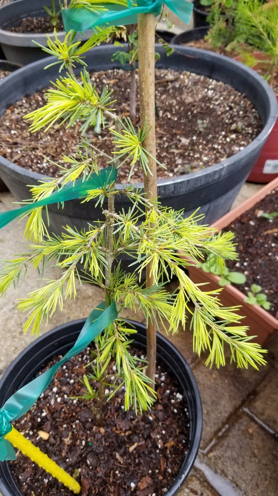 Cedrus deodara Identification