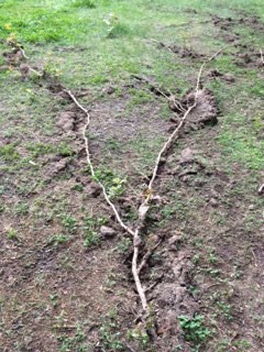 Wicked invasive weed / tree issue. I need help!