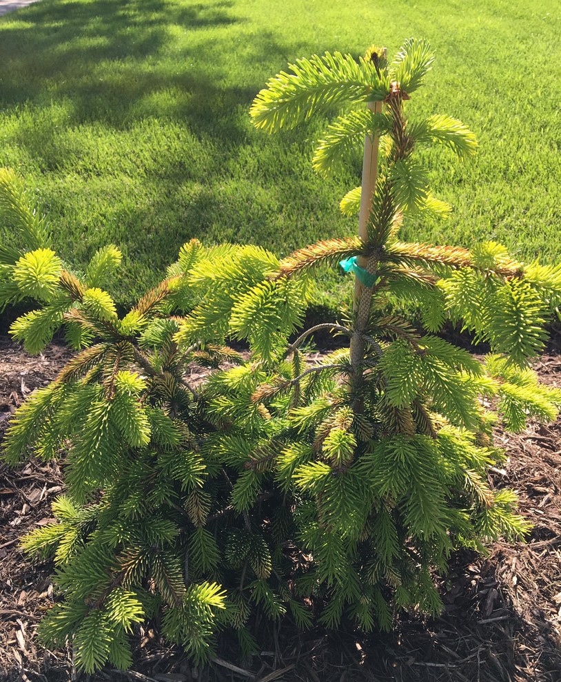 what to do with the 2nd leader of Picea abies 'Gold drift'? | Houzz Forum