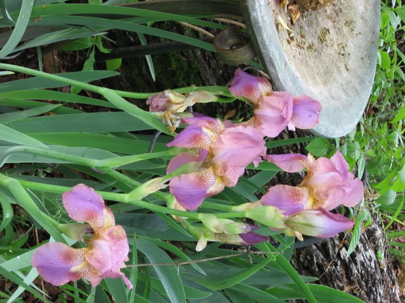 April Iris Blooms