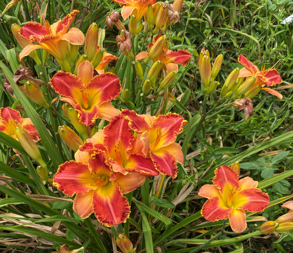 Blooming on a very hot Thursday