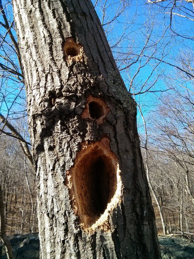 Holes bored into tree