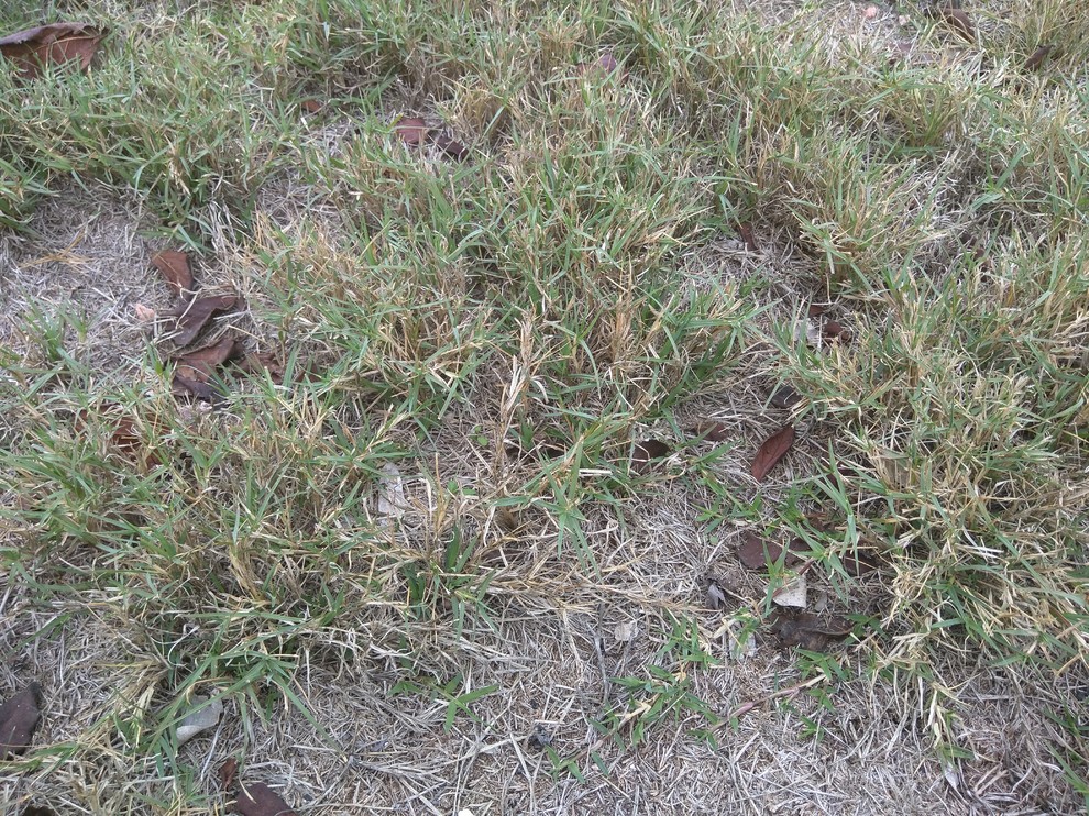 How To Repair Damaged Lawn In Phoenix?