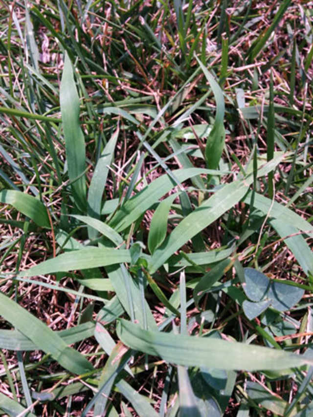 Broad leaf weed identification