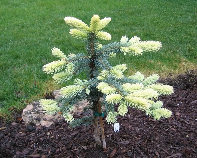 Picea Pungens Spring Blast