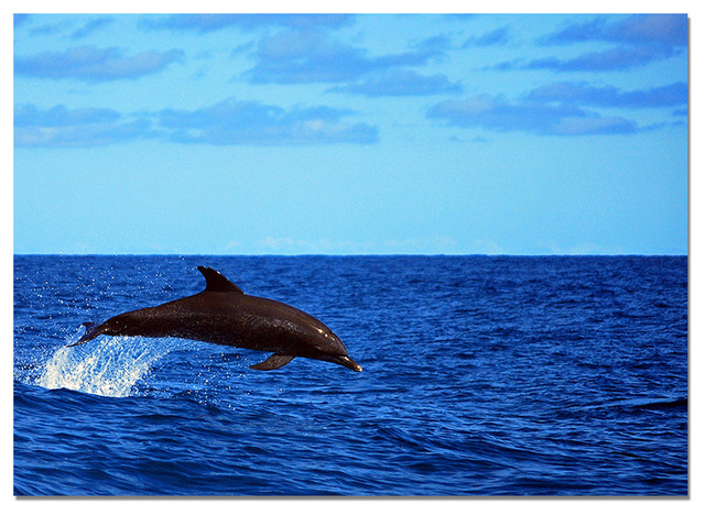 Ready2hangart Christopher Doherty Photography 'Dolphin' Canvas Wall Art ...
