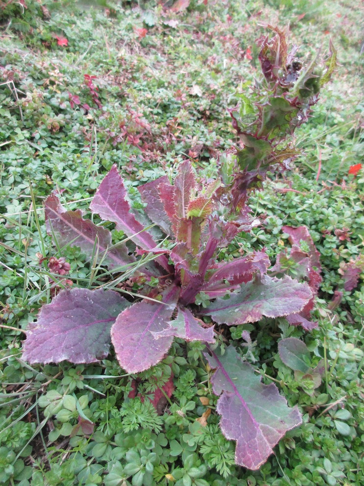 Purple, Spiky, "Dandelion?"