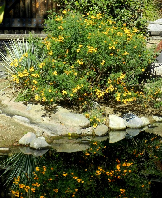 Southwestern Plants - American Southwest - Garden - Phoenix - by Noelle ...
